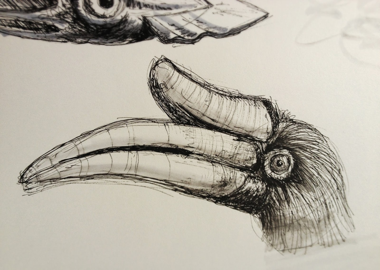 Draw, Nick, Draw: Quick Hornbill Sketch