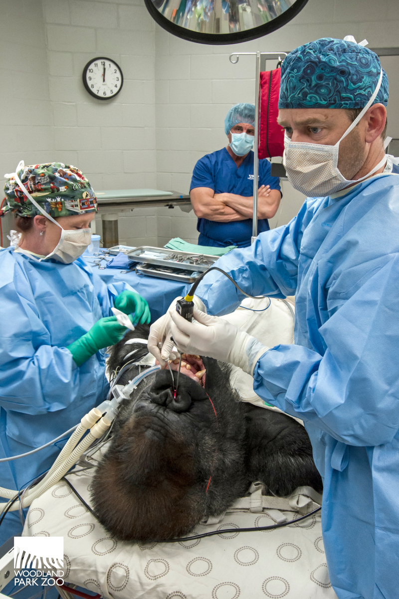 Local medical team helps save gorilla's life