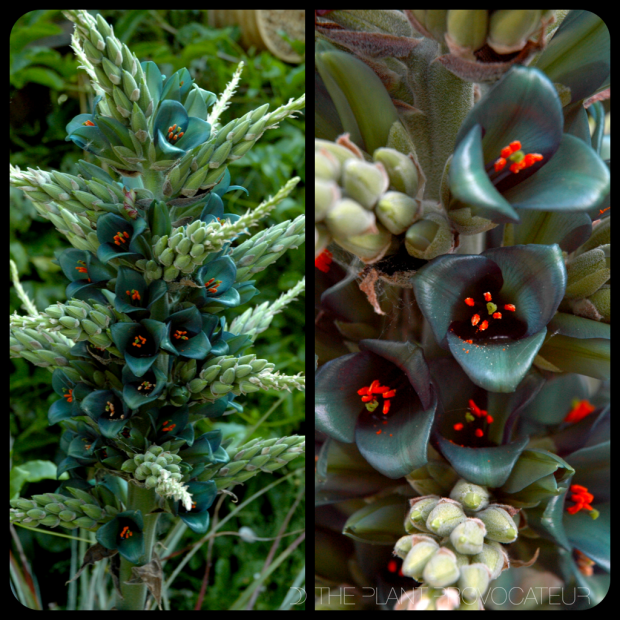 paradis express: Hank Jenkins, The Plant Provocateur