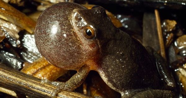 The Sheep Whisperer: Amorous Amphibians!