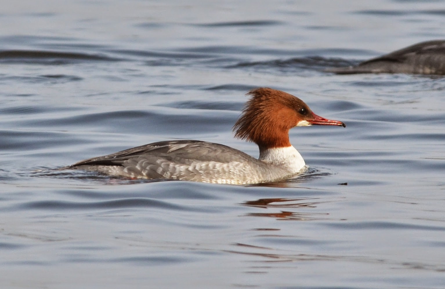The Early Birder: Goosander