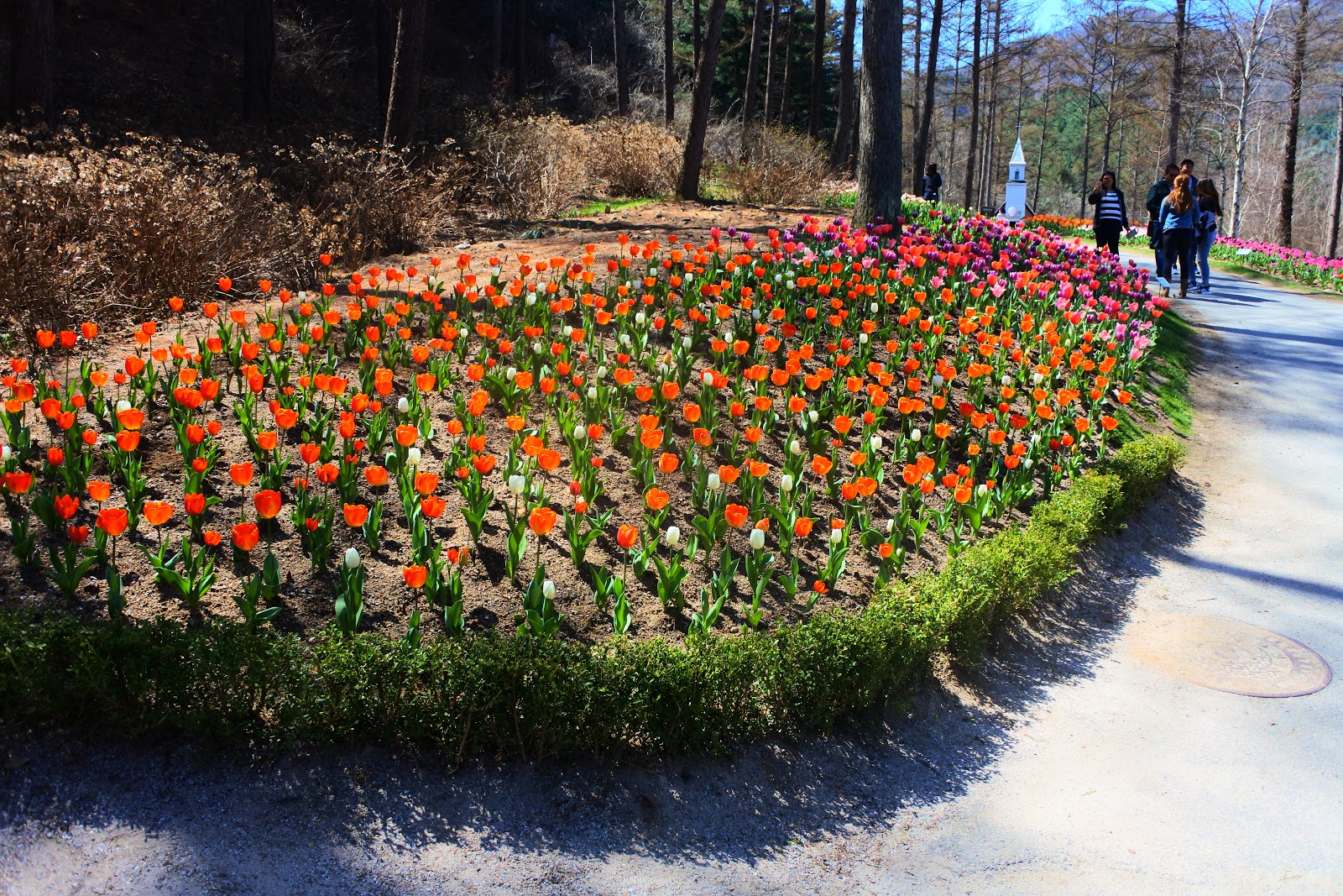 Jalan - jalan Korea 2017: Musim bunga di Garden of Morning Calm dan ...