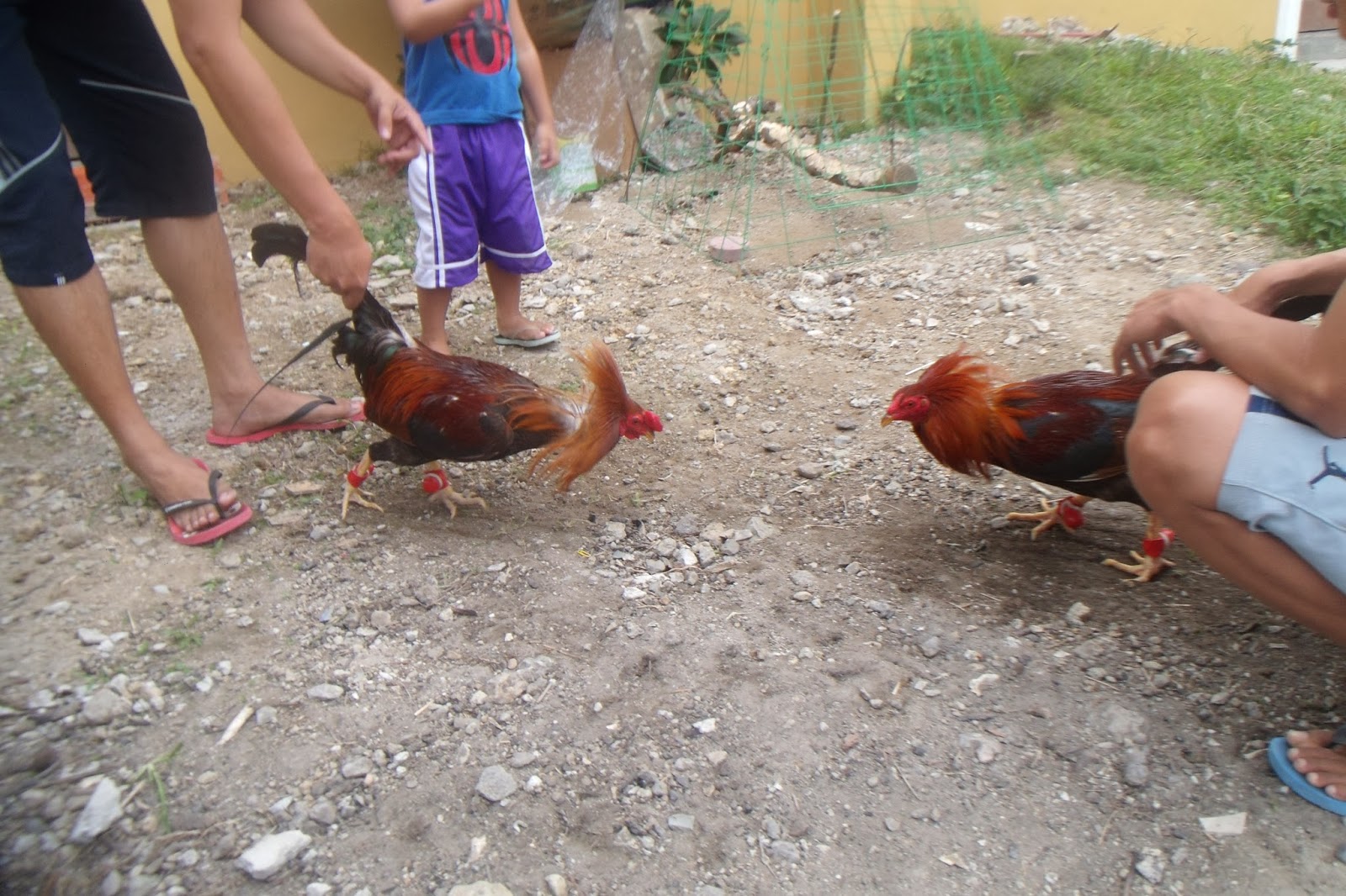 crazeemum: Manok! Manok! kayo dyan!!!