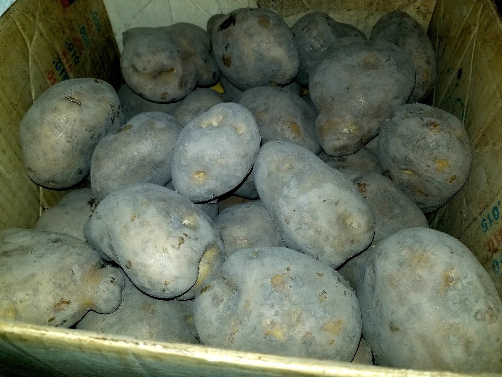 Garden Reflections - Root Crops