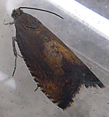 Tophill Low Nature Reserve: Lepidoptera