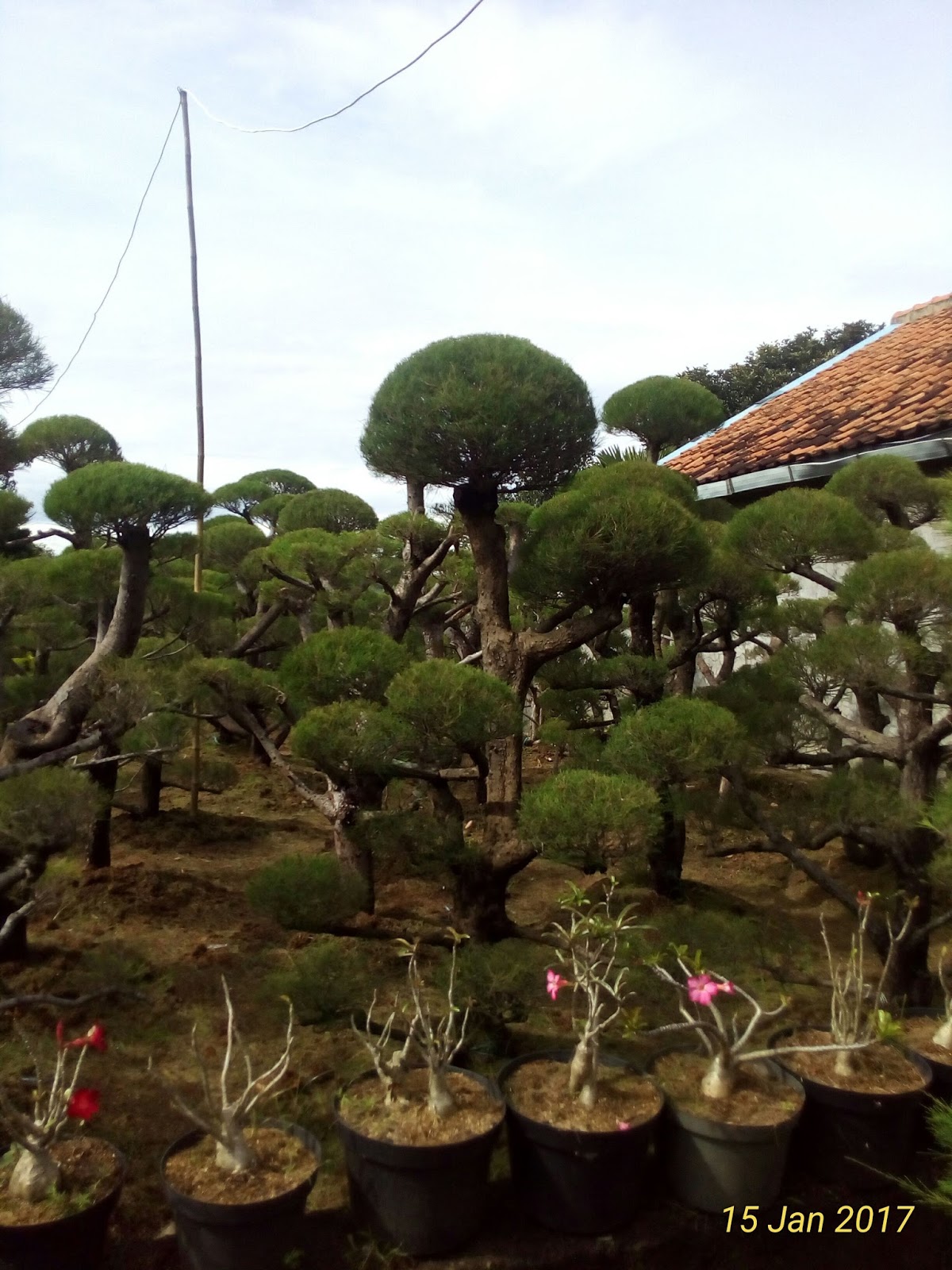 Jual Bonsai Cemara Udang | harga bonsai cemara udang | bonsai taman ...