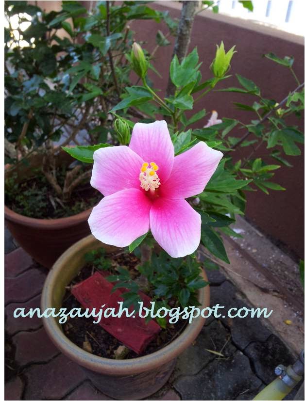 diari kebun~@na: Bunga Raya Kembang Lepas Hari Merdeka