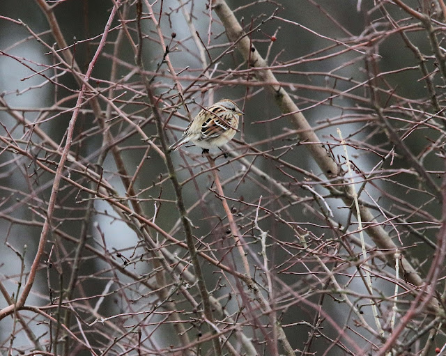 Birds from Behind : RUN AWAY!!!....