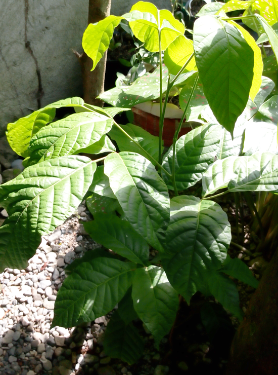 😎 Santol seeds benefits. Surprising Healthy Benefits Of Cotton Fruit Or ...