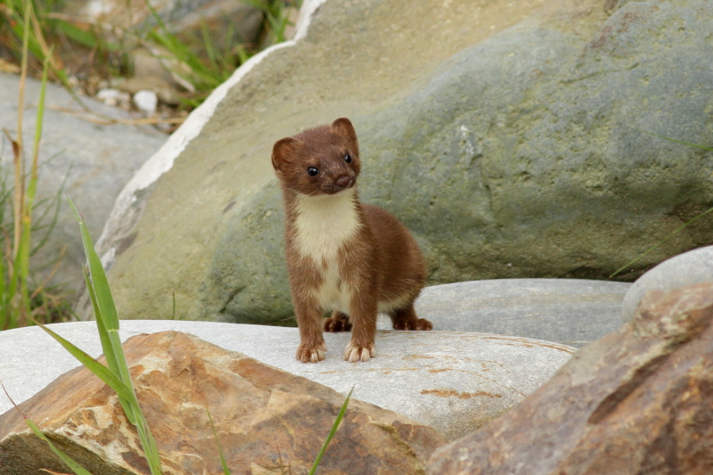 Dermot Breen's Blog: Irish Stoat Part 2