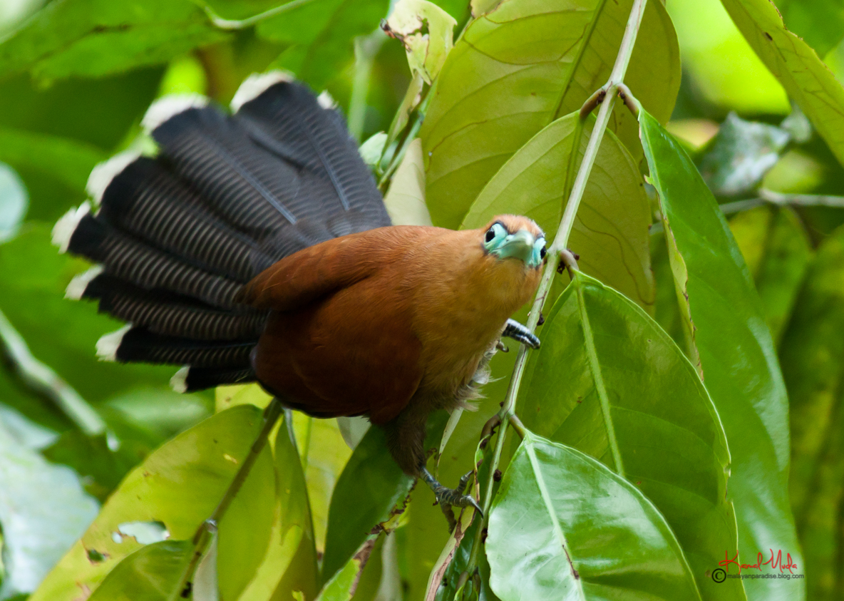SOUTH EAST ASIA BIRDS - Malaysia birds paradise: Male Raffles's Malkoha ...