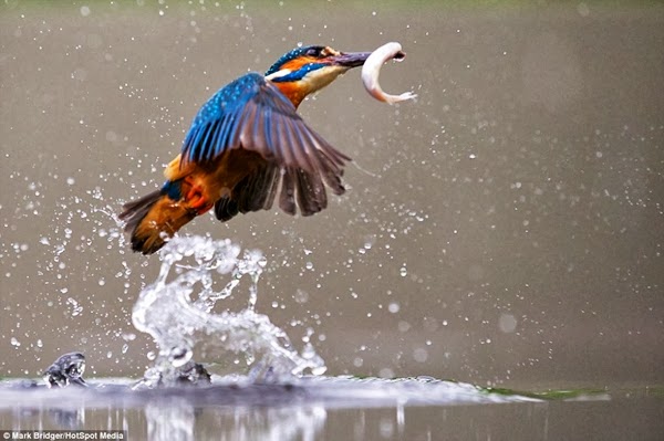 Kadia Qu Punya Style™: FOTO | Burung Raja Udang Menerjah Ikan