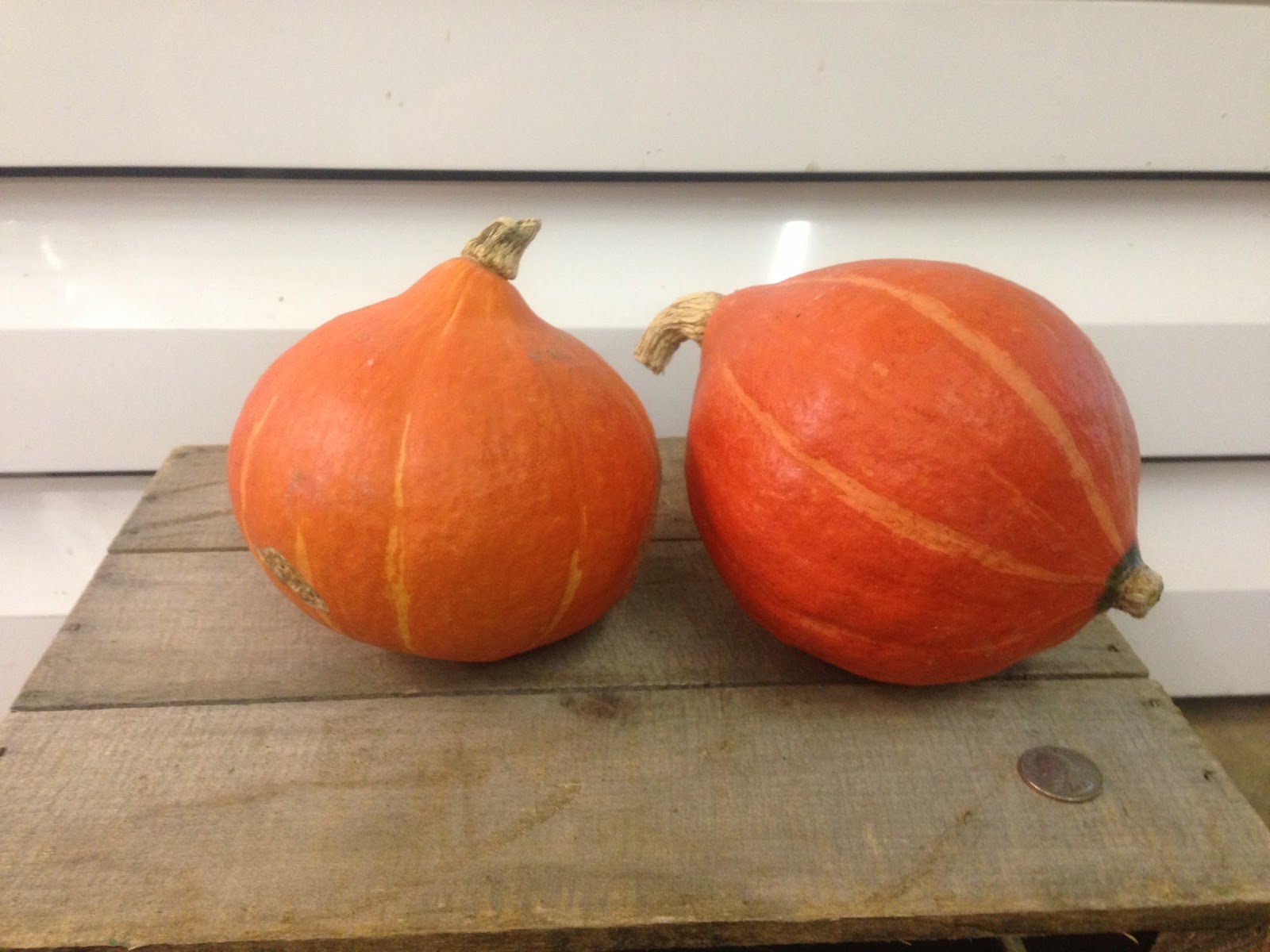 CSA Shares: Winter Squash