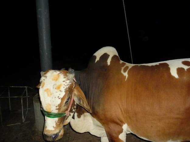 Camel Qurbani,Cow Slaughter,Bakra Eid 2013,Eid-al-Azha: Dangerous Bakra ...