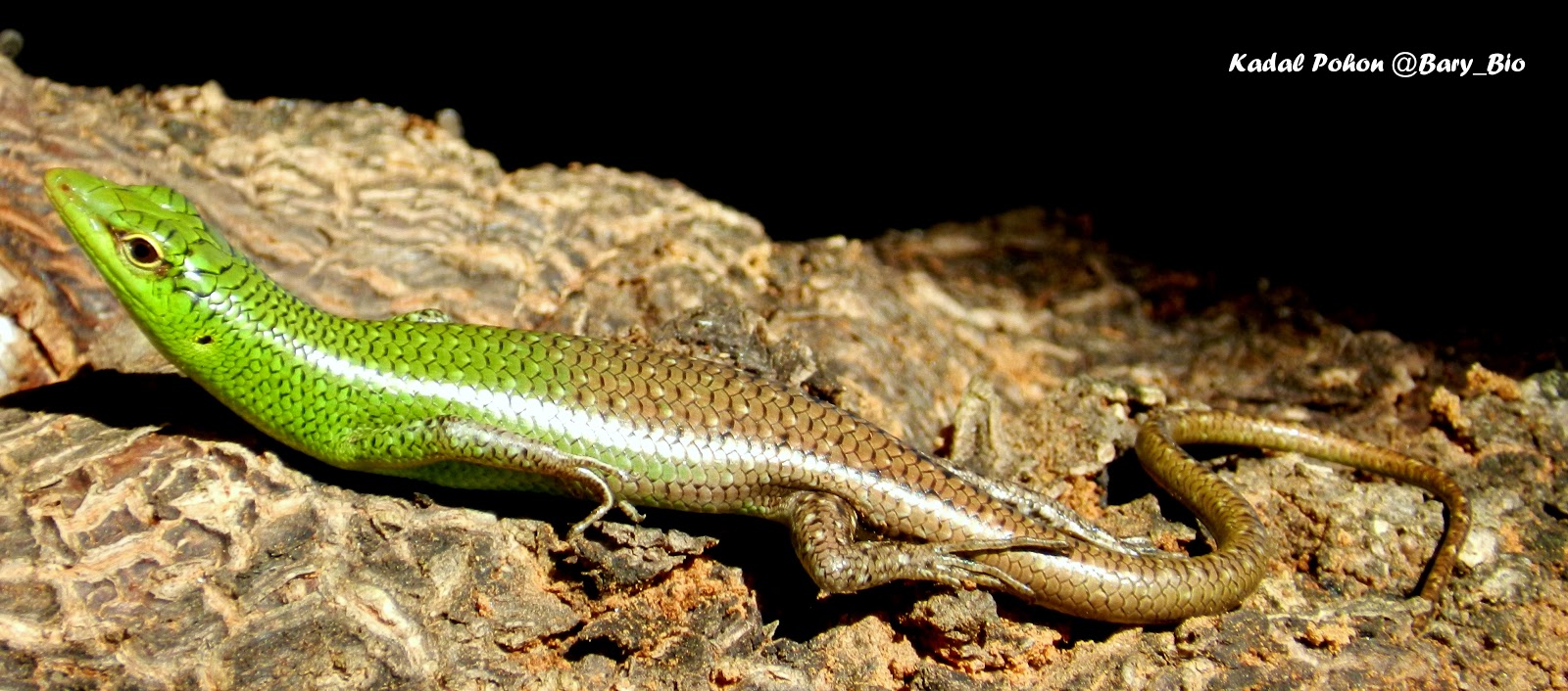 Kadal Pohon - Homecare24