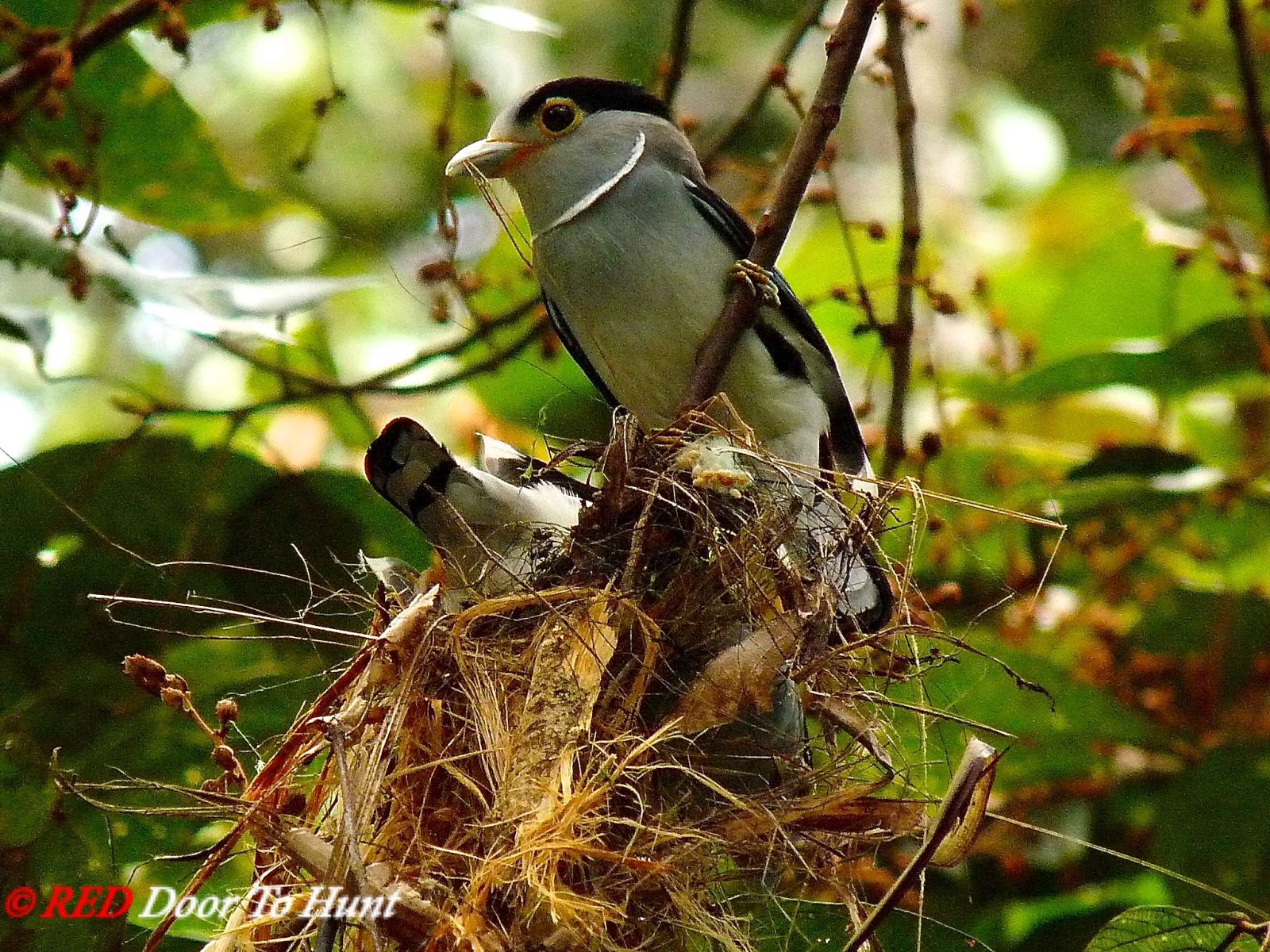 RED Door To Hunt: Rekod Bersarang Burung Takau Dada perak~Serilophus ...