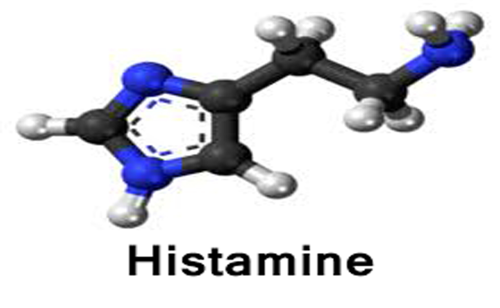 Pengertian serta Fungsi dari Histamin - Garda Remaja