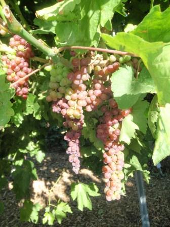 Xtremehorticulture of the Desert: Watering In Minutes or Hours Hard to ...