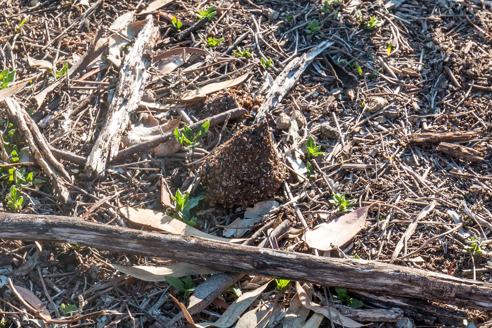 National Park Odyssey: Sculptures in the Scrub Walking Track ...