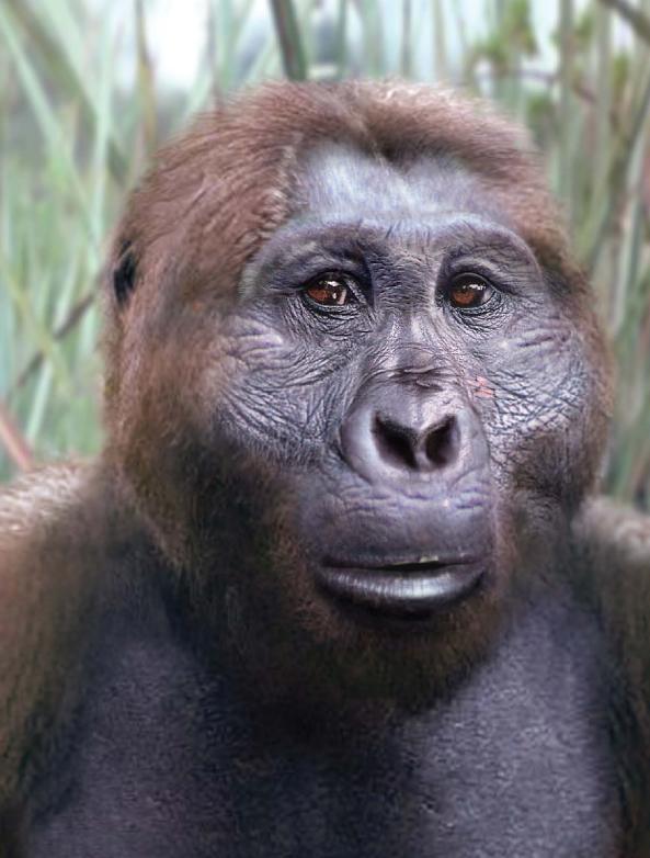 ZINJANTHROPUS: PARANTHROPUS BOISEI. ¿EL CASCANUECES?