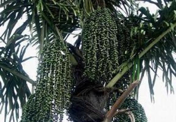 Abidin in Agriculture: Budidaya Tanaman Aren atau Enau