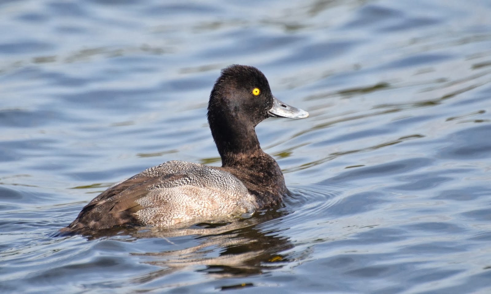 The Early Birder: Lesser Scaup