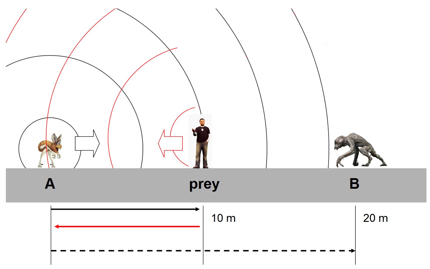 Furahan Biology and Allied Matters: Echolocation: a sound choice?