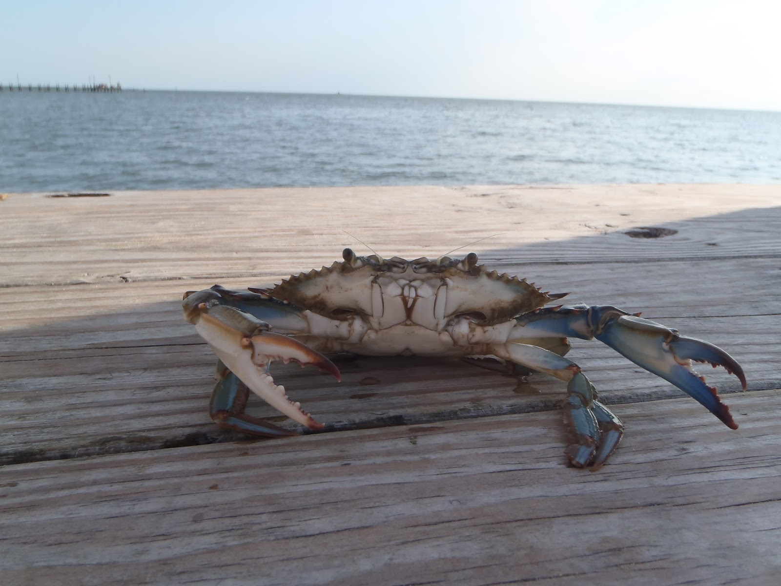 Match the Pictures: Cherrystone Family Campground