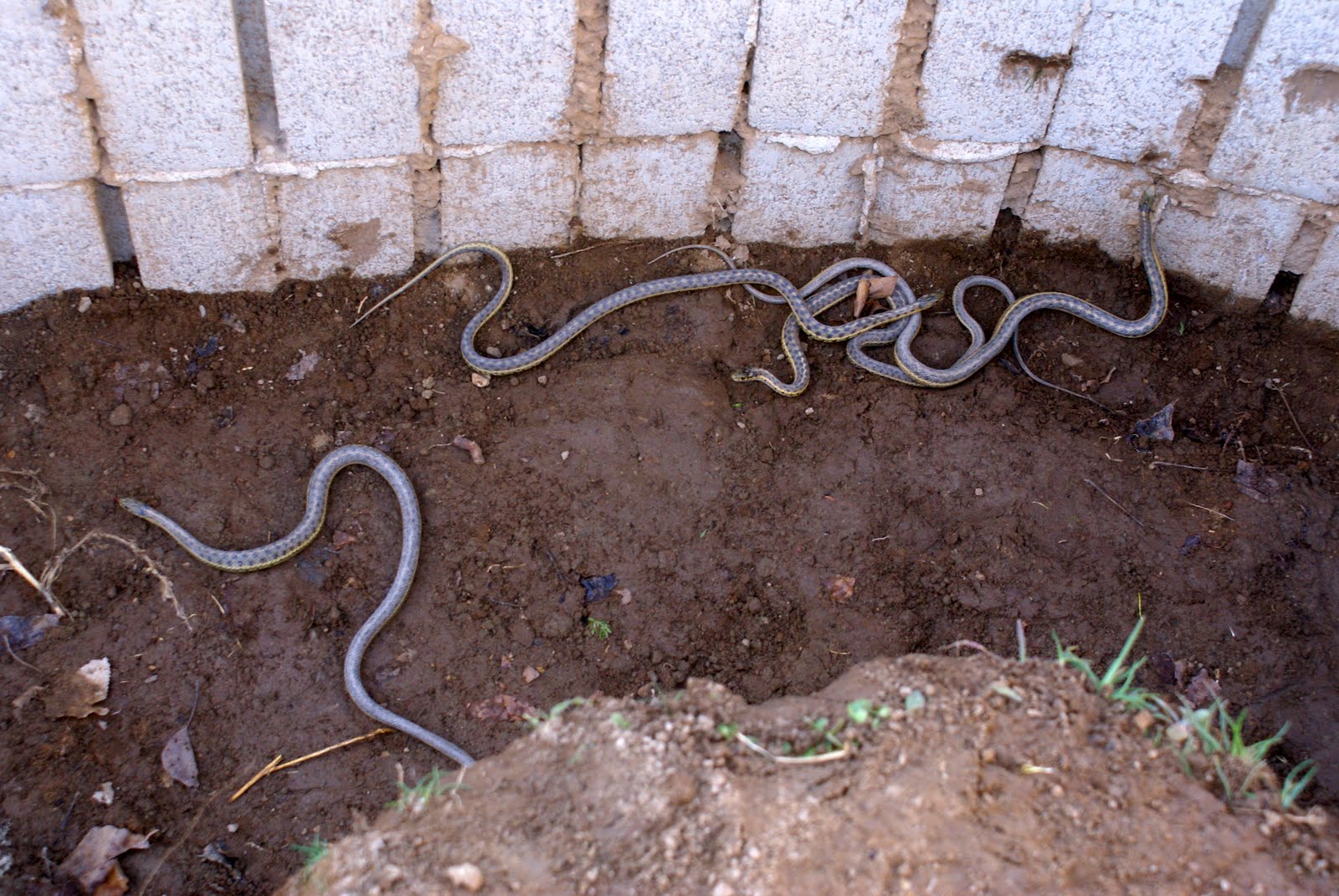 JandA4: A Pit of Snakes...