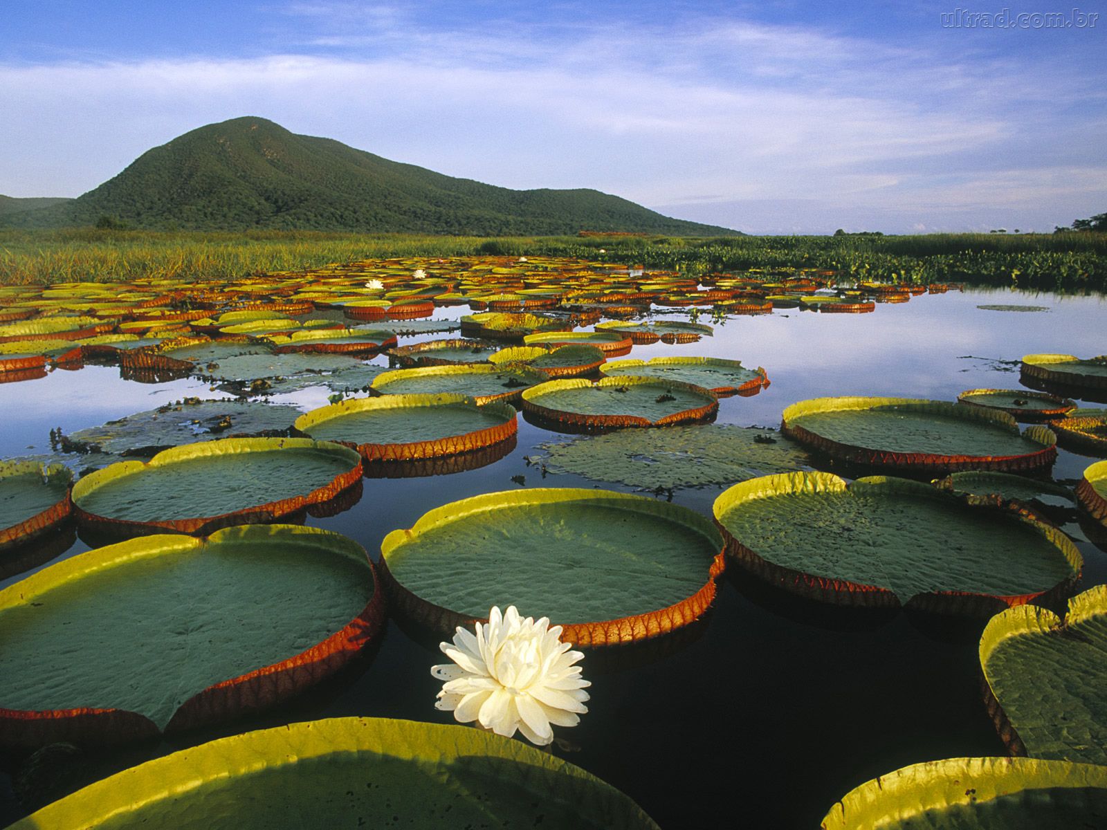 A BELEZA DA AMAZÔNIA EM SUAS MAIS DIFERENTES FORMAS E PARA TODO TIPO DE ...