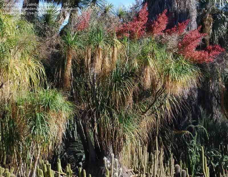 PlantWerkz: Ponytail Palm - Beaucarnea Recurvata