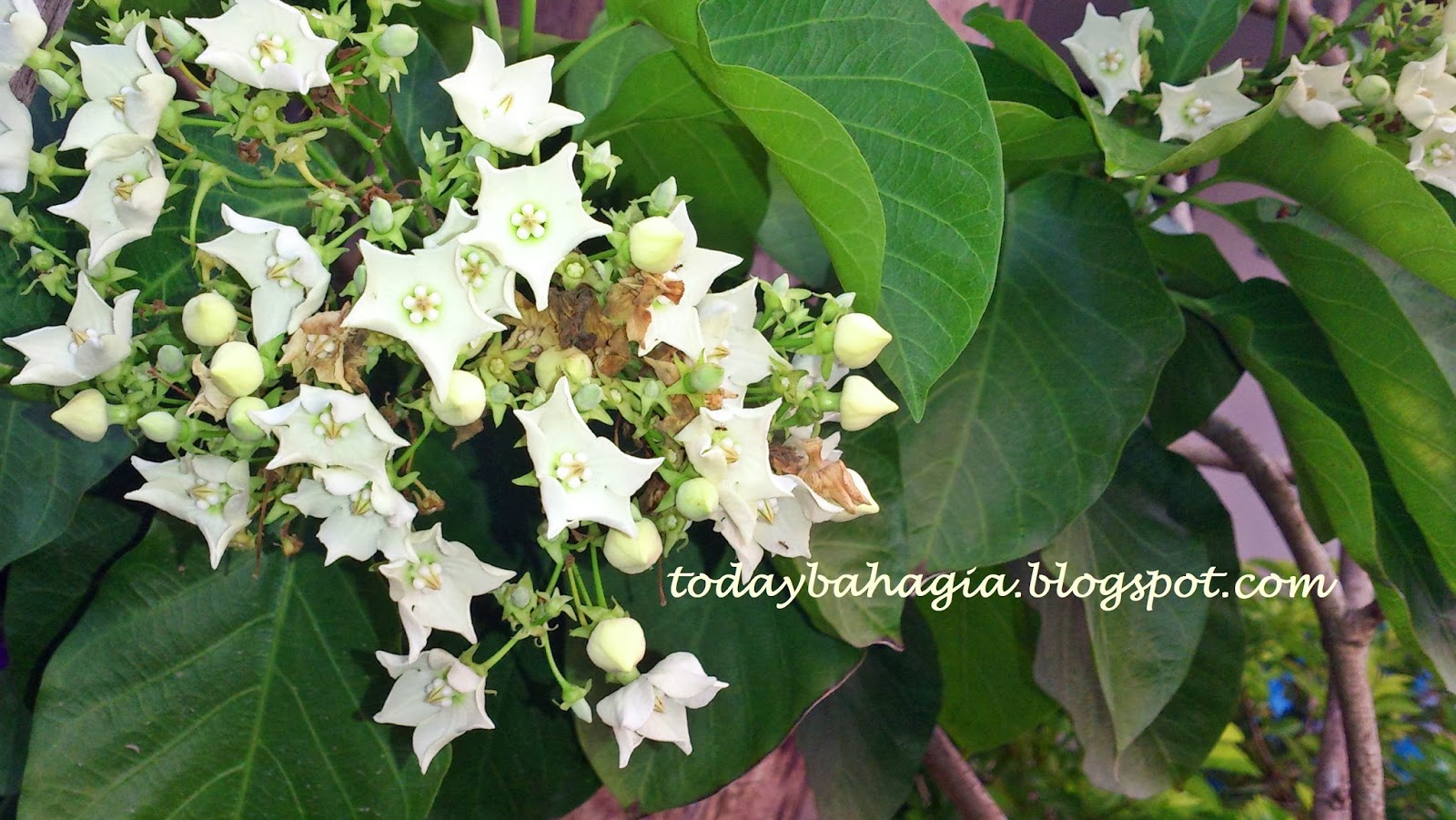 Today BAHAGIA: Harum Kesidang.