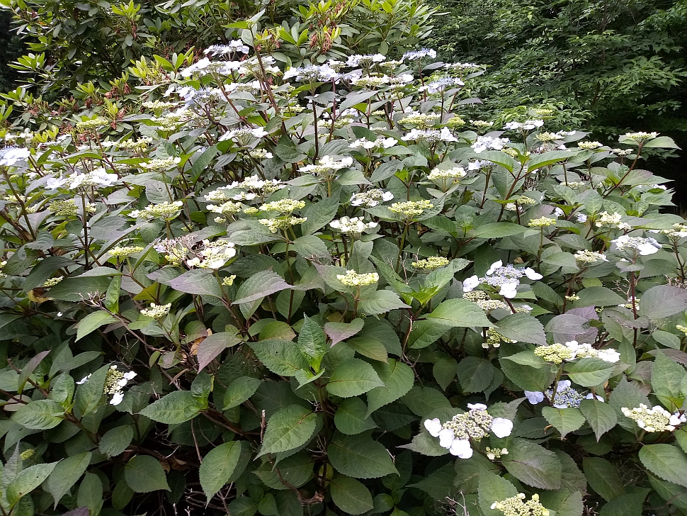 Future Plants by Randy Stewart: Hydrangea - Other Species
