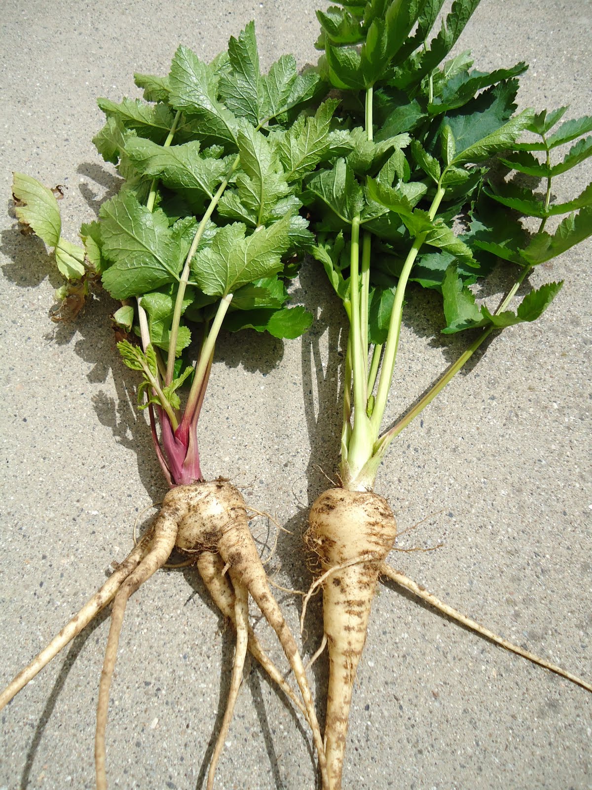 Thyme To Garden Now: 5/9 Harvest - Two Parsnips