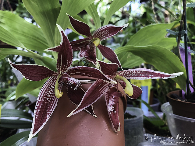 Paphinia neudeckeri care and culture | Travaldo's blog