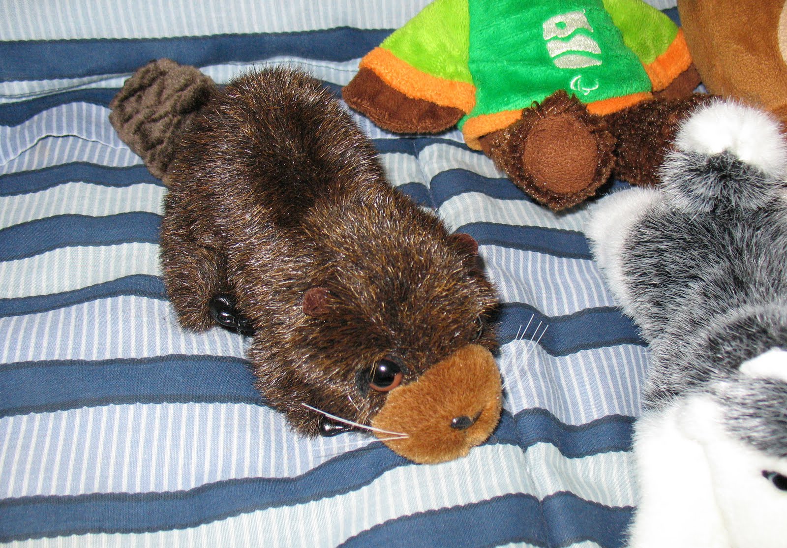 Beavers are very interesting animals.