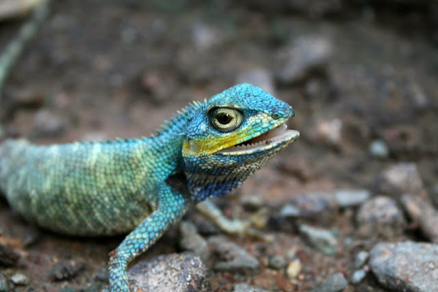 6. VIETNAM/CAMBOYA: TUNELES DE CUCHI (HO CHI MINH) (2008) - Viajar Sin ...