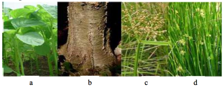 Mahasiswa dan Biologi: MENGENAL MORFOLOGI TUMBUHAN (AKAR DAN BATANG)