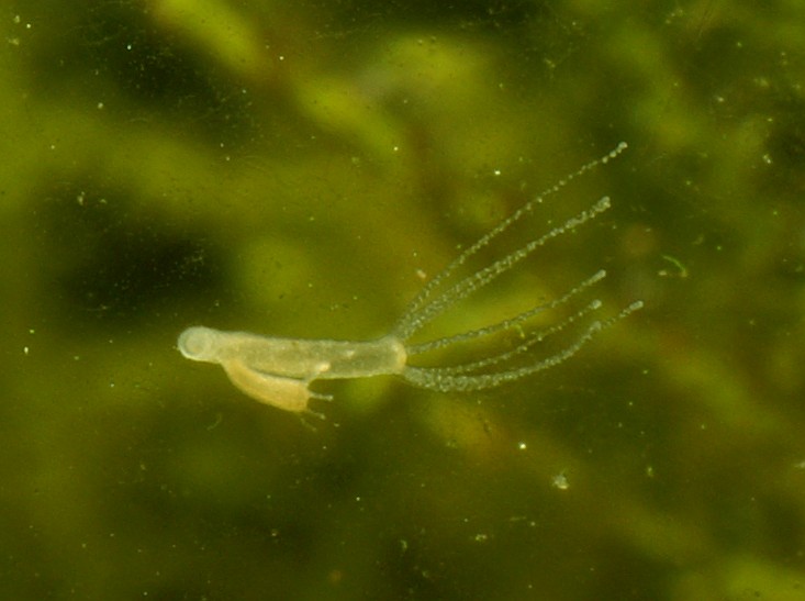 Real Monstrosities: Hydra