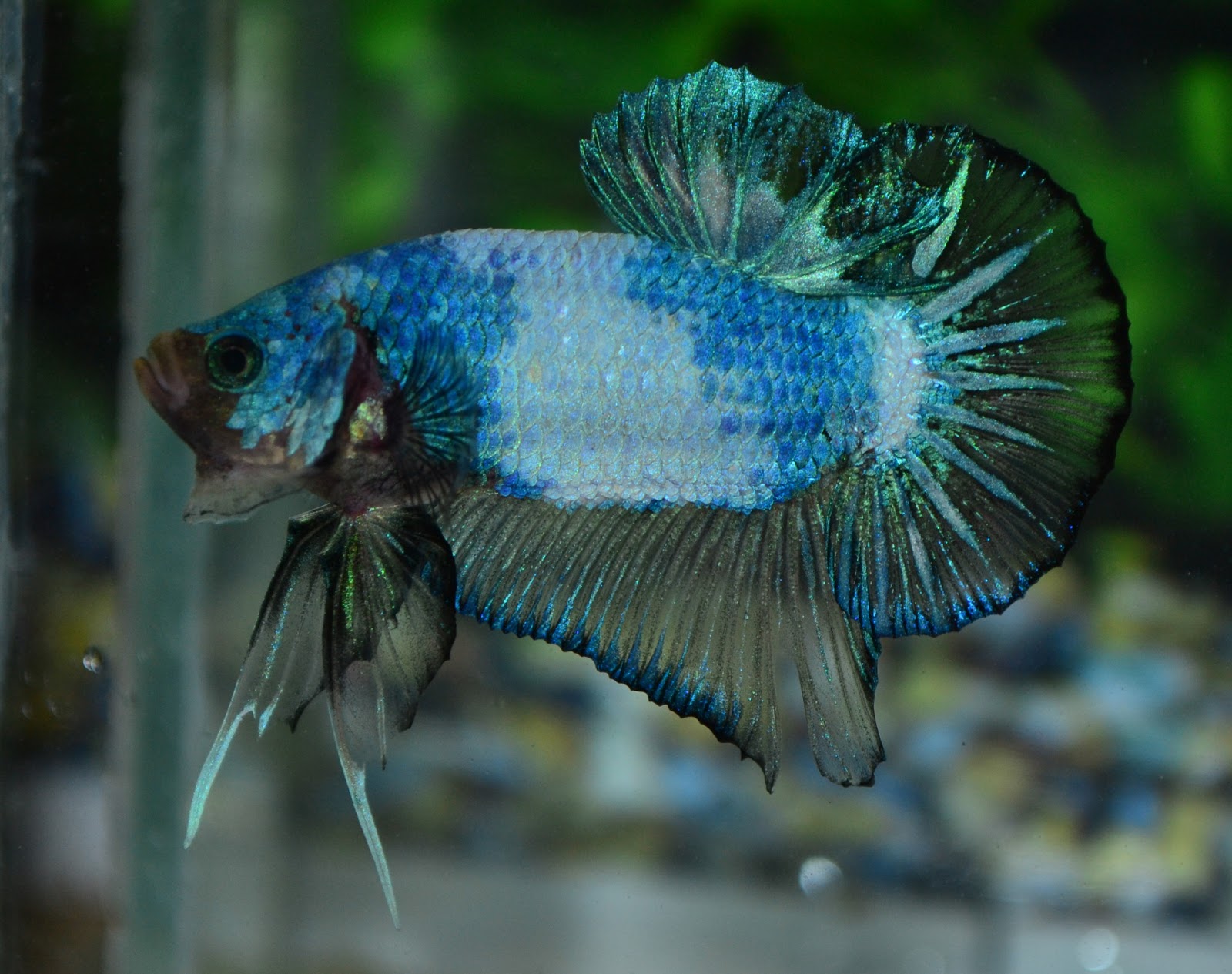 Betta Fish Afira: New Betta Fancy 2013 ( SOLD )