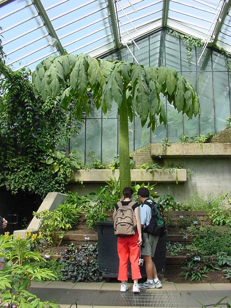 Amorphophallus; Konjac