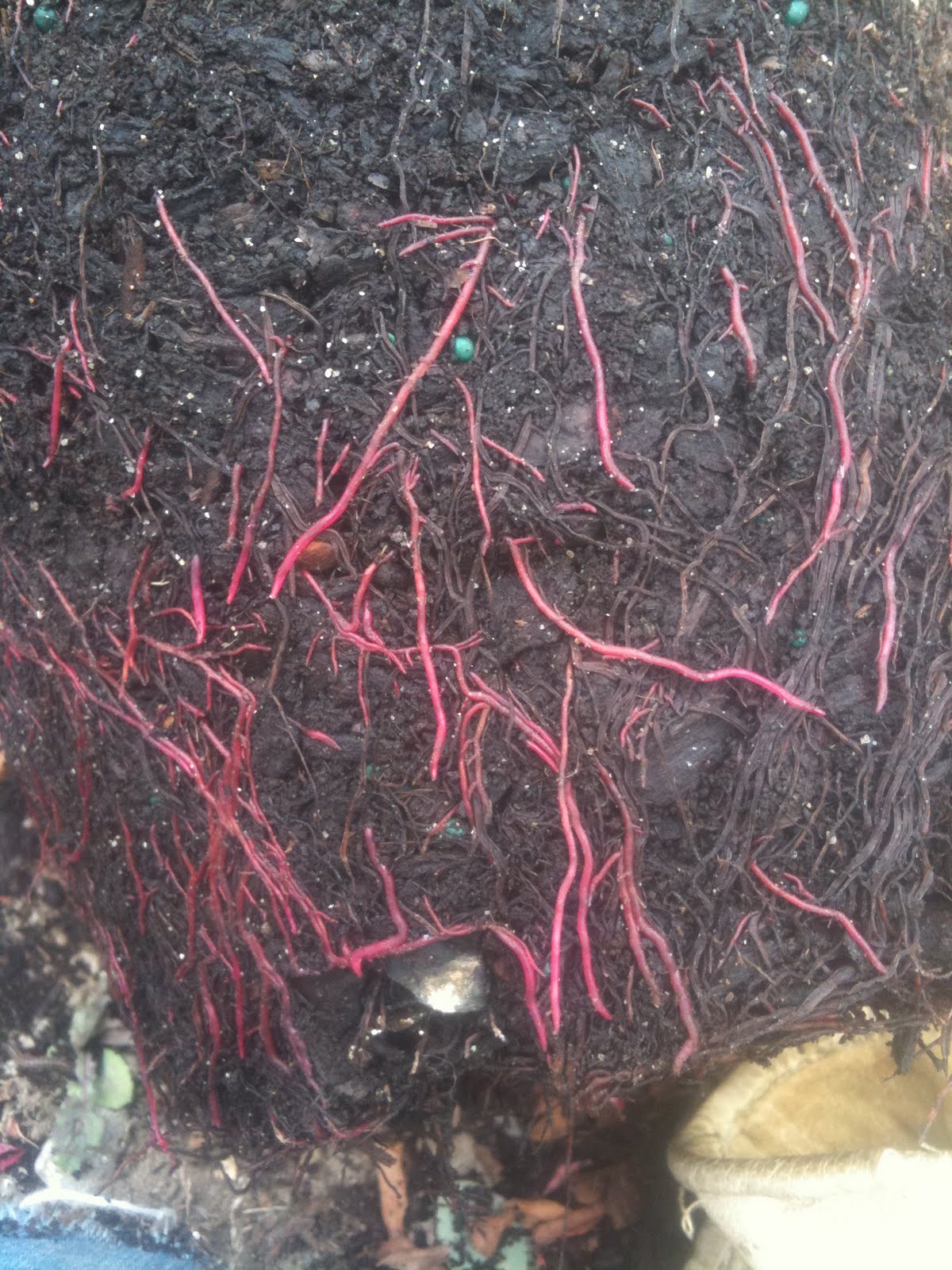 Aprille's SoCal Gardening : Pink roots!