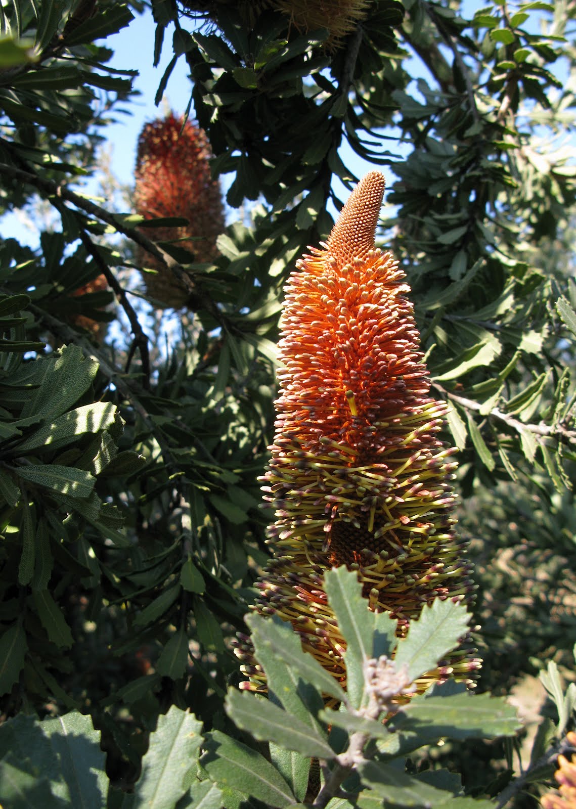 Flores y Palabras: Banksia praemorsa