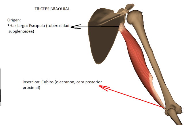 Anatomy full : MUSCULO TRICEPS BRAQUIAL