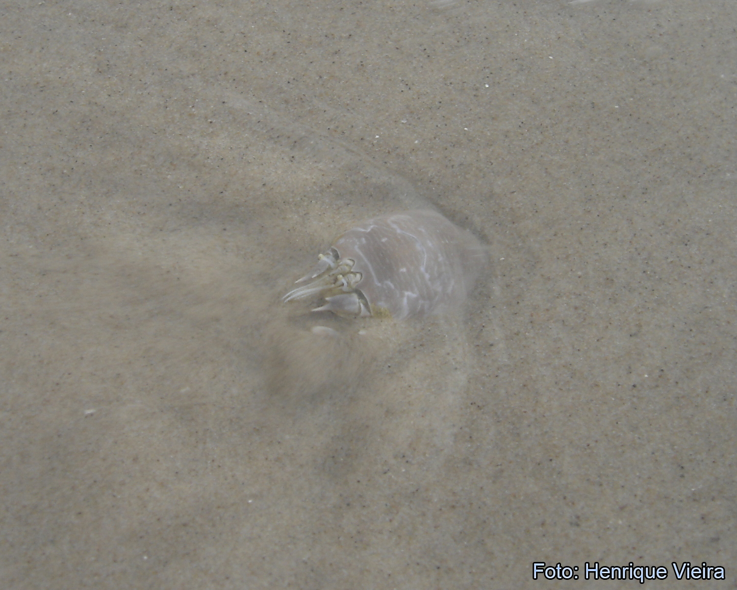 ll Procurando Animais ll: Tatuíra