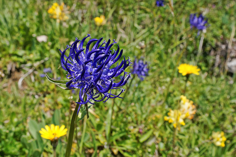 Photo Fleur Raiponce - Télécharger