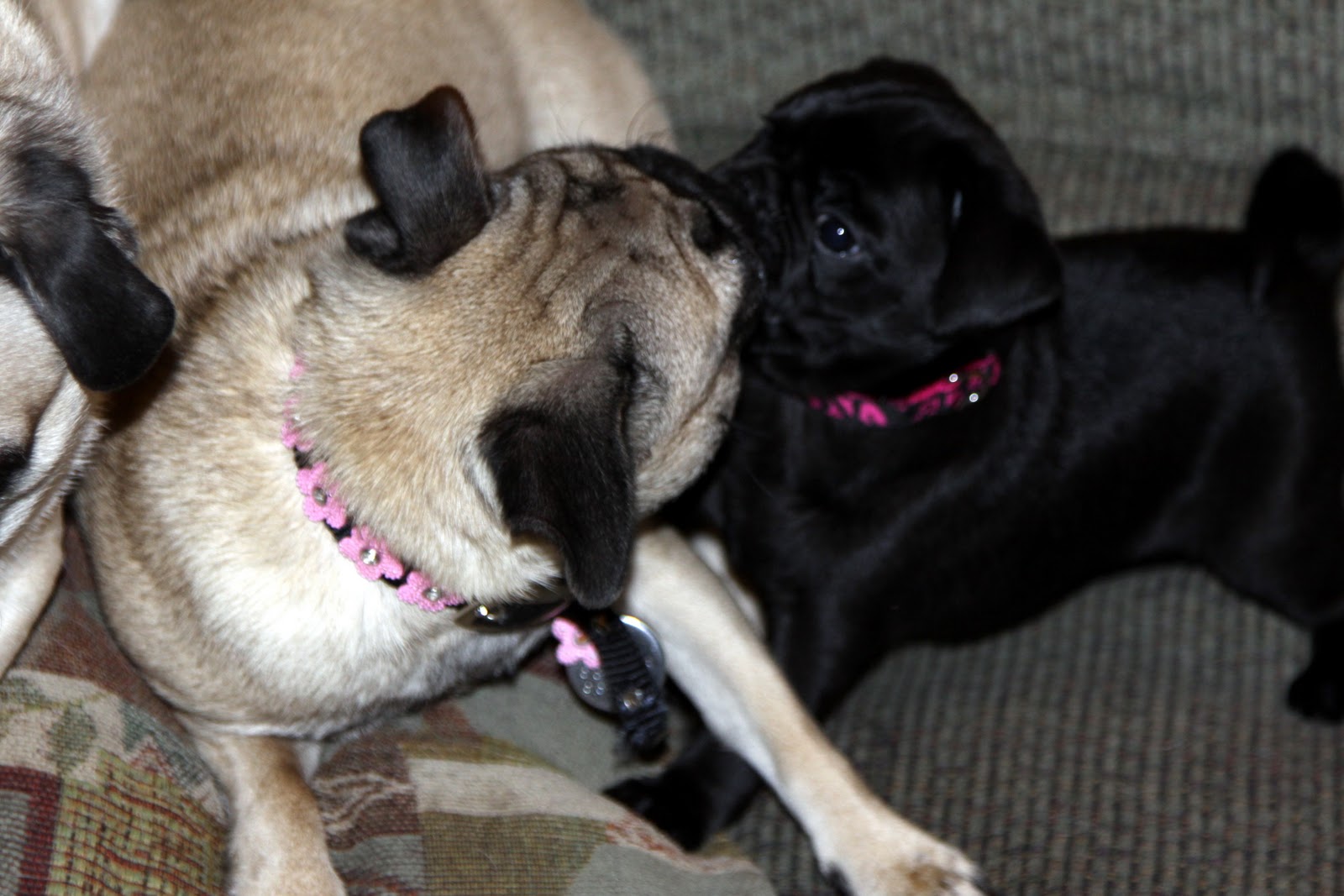 It's a pug thing!