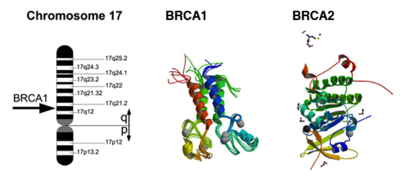 COSAS ROSAS: GENES BRCA1 o BRCA2 Y CÁNCER DE MAMA. HOY TENÍA CITA CON ...