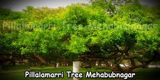 700 Years Old Banyan Tree Pillalamarri | AP Heritage