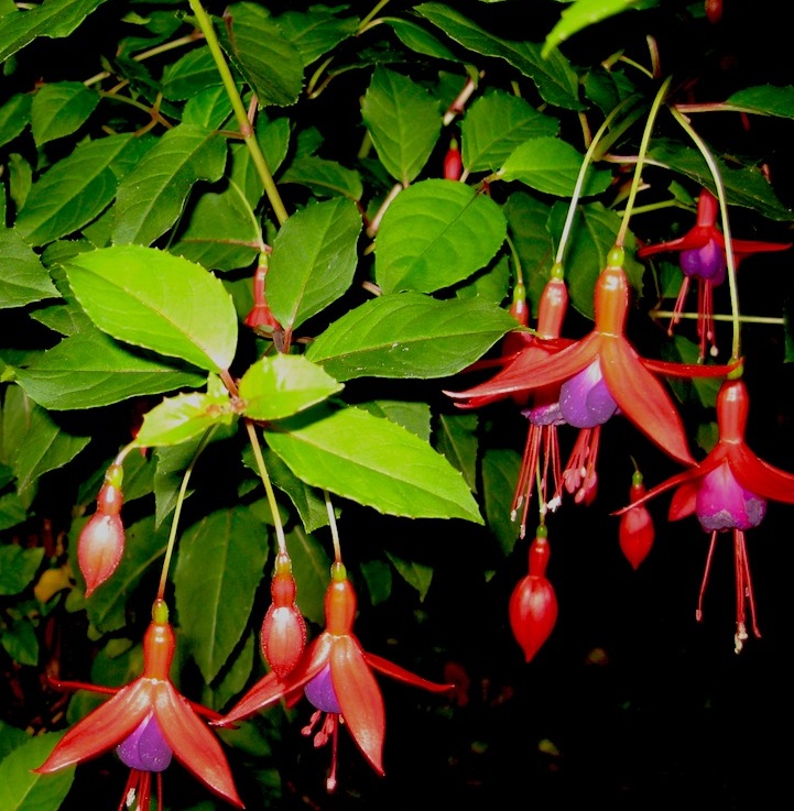 Roger Brook - the no dig gardener: Something for the weekend